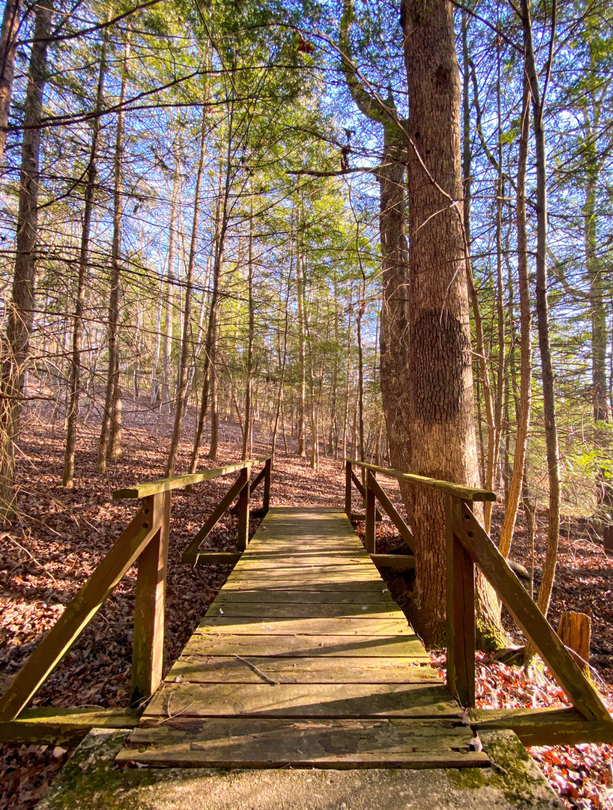 Grayson Lake Nature Trail, Kentucky | Kentucky Trail Guide